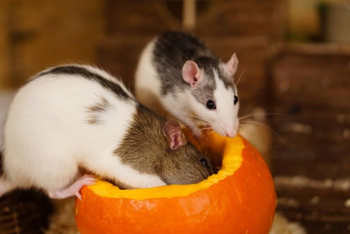 Wat eten ratten? Alles over de voeding van ratten | zoofera.nl