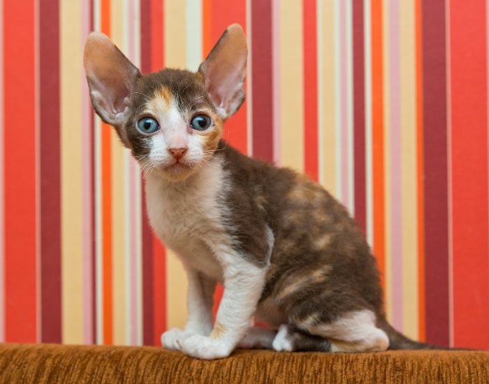 Cornish Rex - Prijs, Karakter, Rasbeschrijving | zoofera.nl