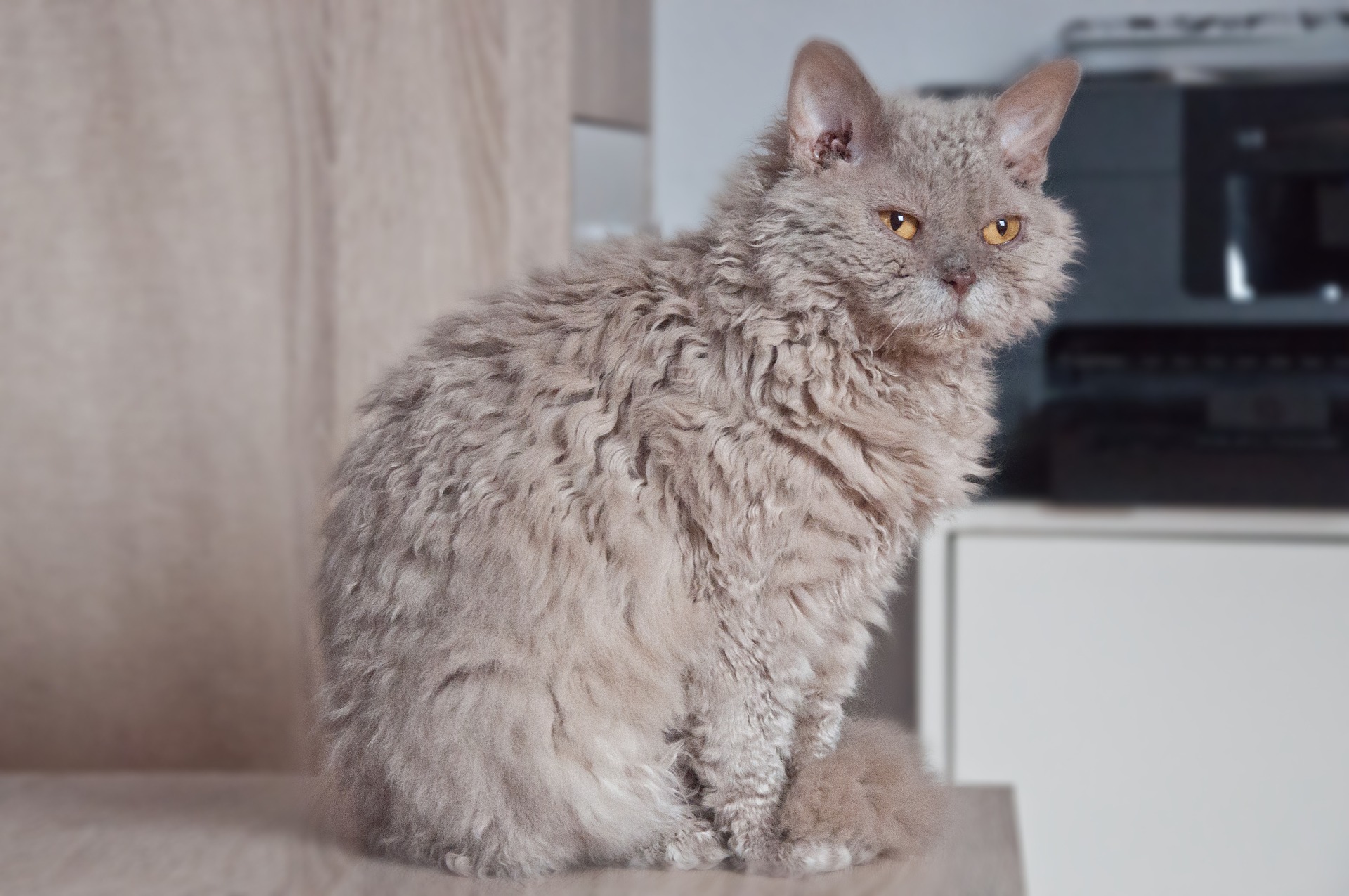 Selkirk rex - Eigenschappen, Verzorging, Gezondheid | zoofera.nl