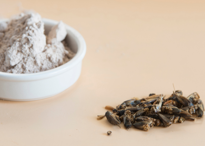 Krekels - hoe te fokken, wat moet je weten?